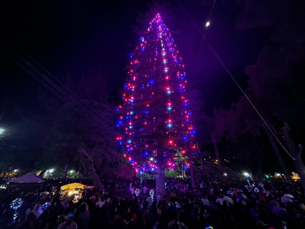 Se encendió el Árbol de Navidad natural más grande de Chile en la plaza ...
